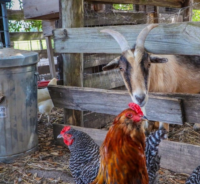 Red Barn Farm